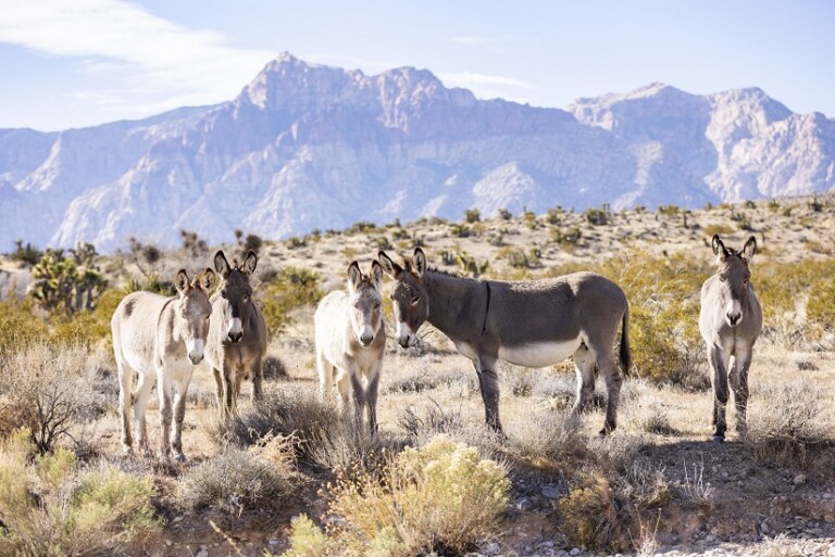 Things You Don’t Expect To See At CES: Donkeys!